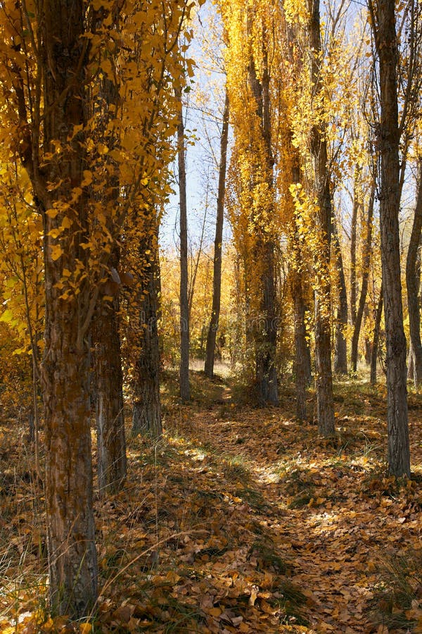 Row of Trees in Autumn with Leaves on the Ground Stock Image - Image of ...