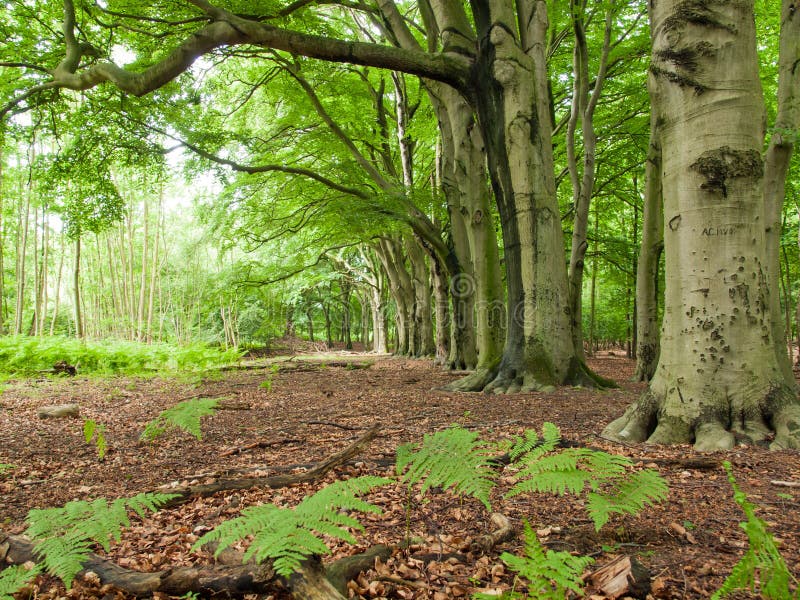 Row of trees stock image. Image of summer, bracken, ferns - 34483555