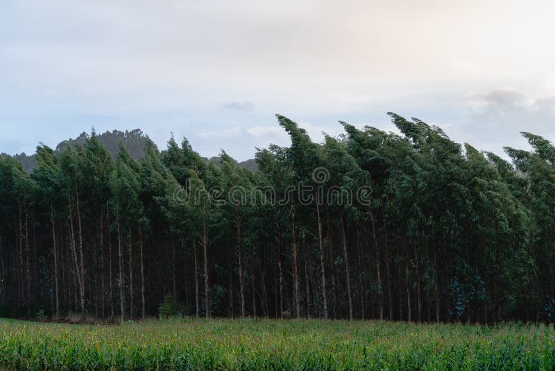 Row of Trees Bent by the Wind Stock Photo - Image of windy, blow: 164572826