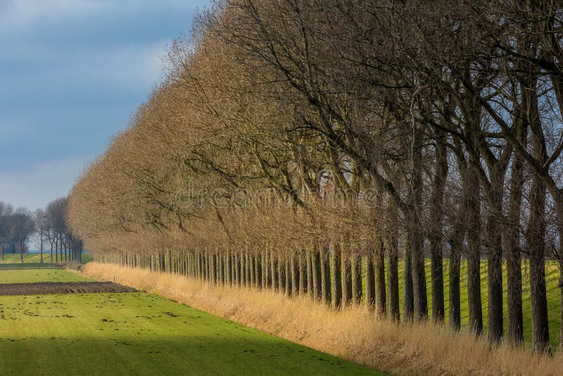Row of Trees Bordering a Farm Field Stock Photo - Image of holland ...