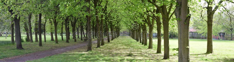 Row of the Trees Creating a Path Stock Image - Image of light, trees ...