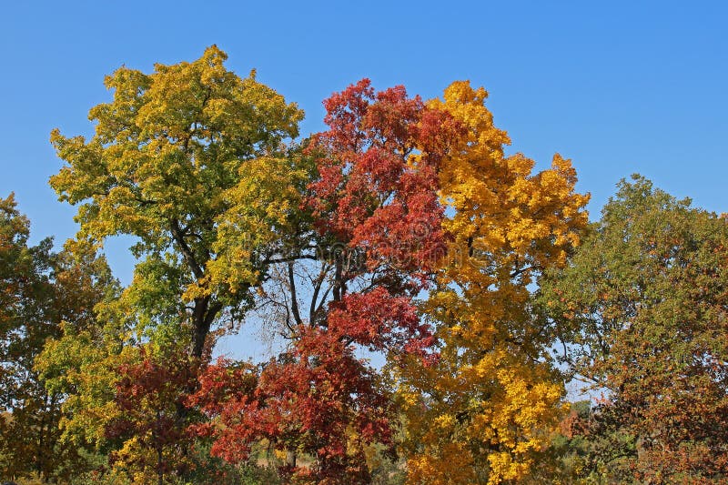 A Row of Trees, Each with Different Colored Leaves, Green, Red and ...