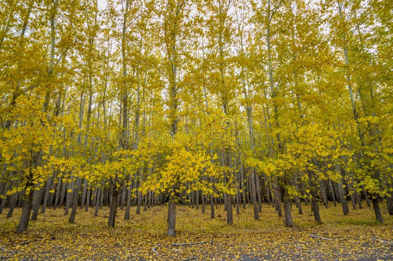 Row of Trees at the Edge of a Tree Farm Stock Image - Image of trees ...