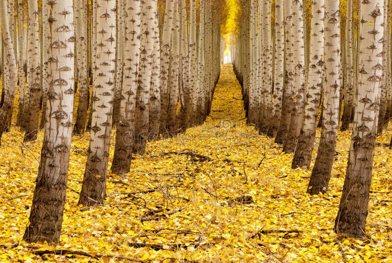 Row of Trees in the Fall at a Treefarm Stock Image - Image of ...