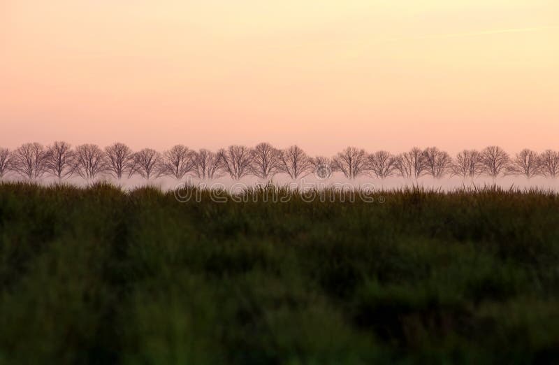 Row of Trees in a field stock photo. Image of color, beauty - 8810466