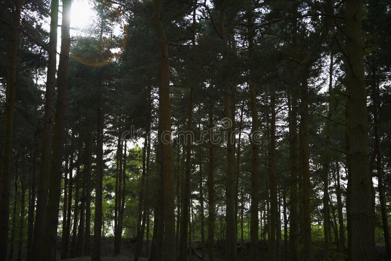 Row of Trees in Forest stock photo. Image of woodland - 30849060