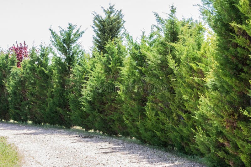 Row of trees on forest stock image. Image of europe - 148114523