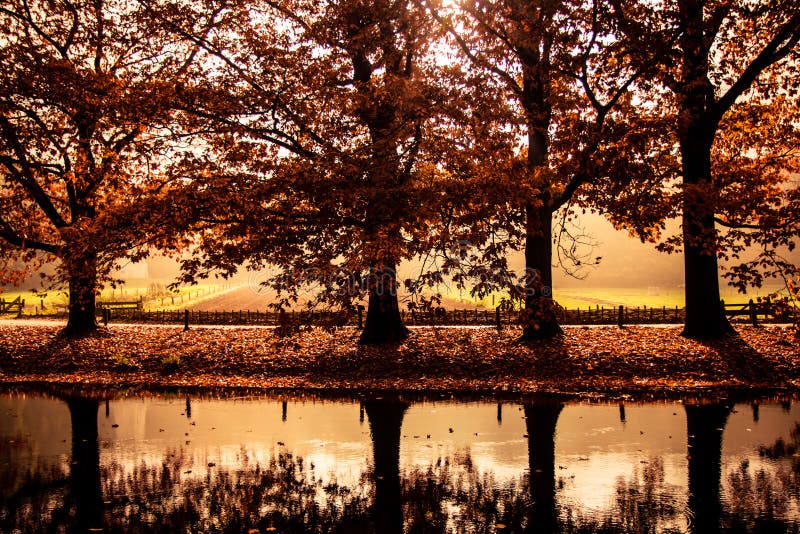 Row of Trees in Golden Autumn Colors Stock Image - Image of water ...