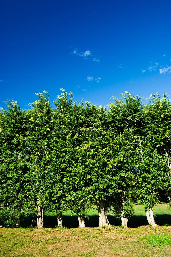 Planting trees stock photo. Image of fresh, relocate - 32277678