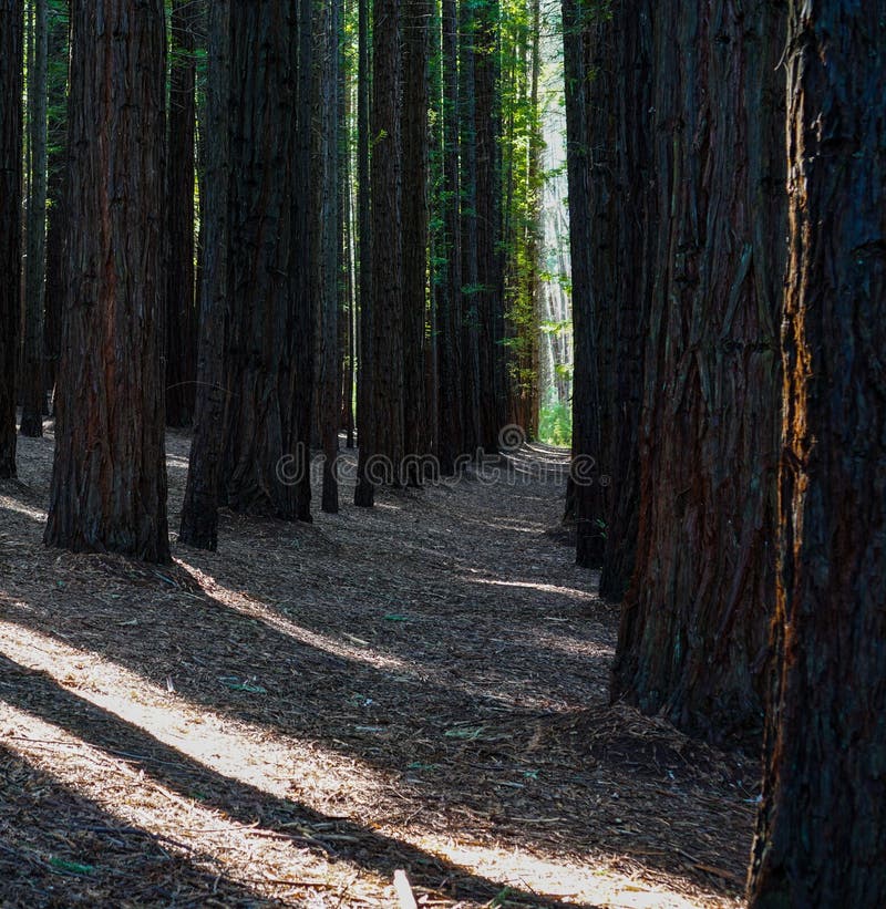 Row of Trees on Ground Covered by Dried Grass Stock Image - Image of ...