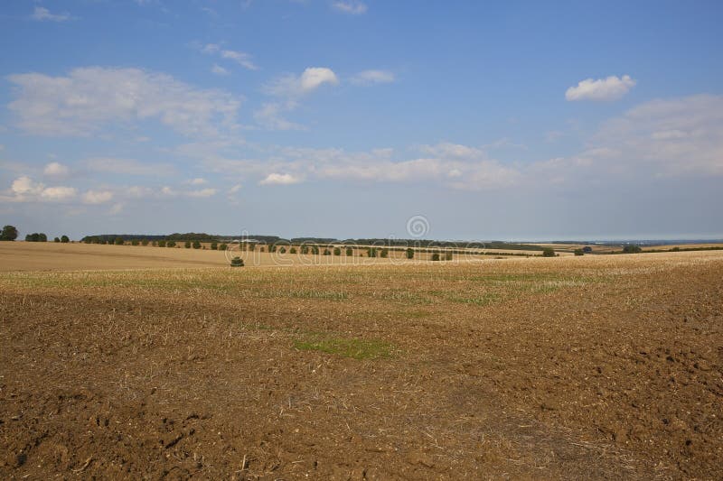 Row of Trees and Harvested Fields Stock Image - Image of england ...