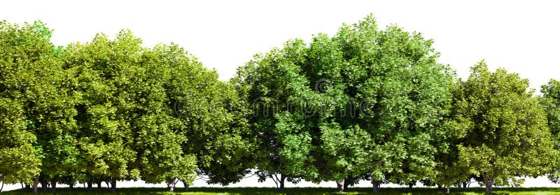 Row of Trees Isolated on White Background. 3D Rendering Illustration ...