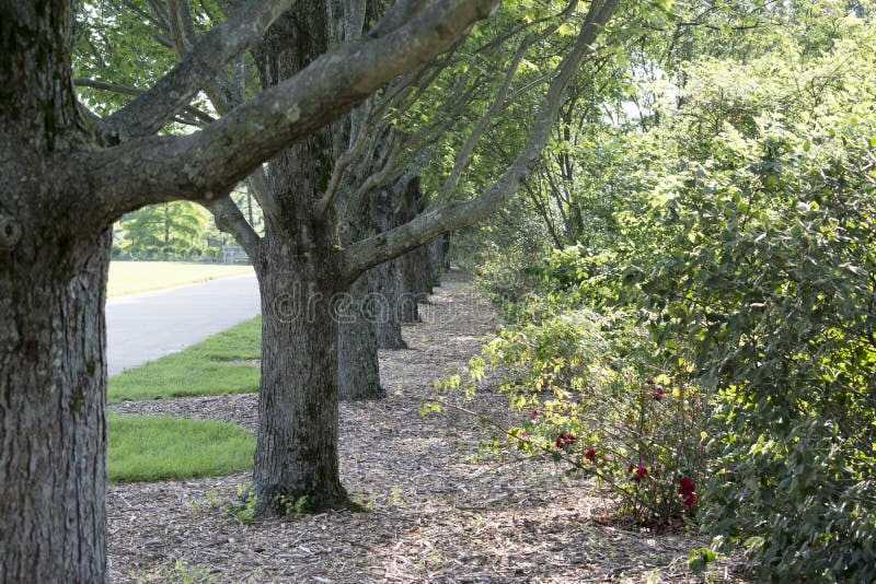 Row of trees stock image. Image of show, ohio, nature - 41690473