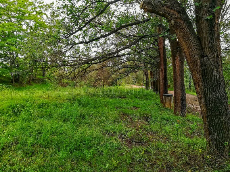 Row of Trees in Natural Landscape Stock Photo - Image of place, botany ...