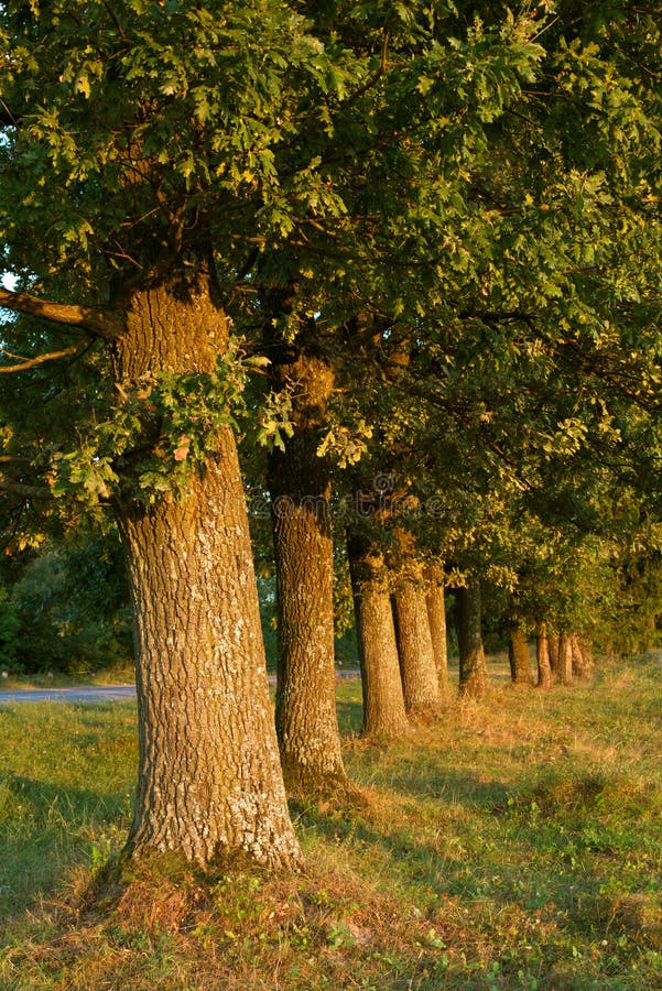 Row of trees oaks stock image. Image of forest, sunset - 58531517