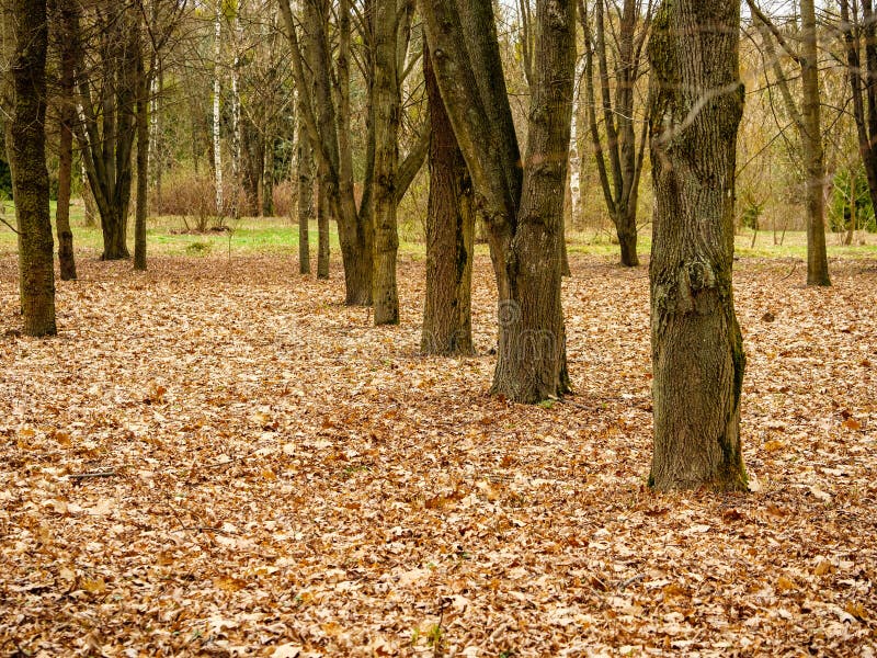 A Row of Trees in the Park, Tree Trunks, Yellow Fallen Leaves Stock ...