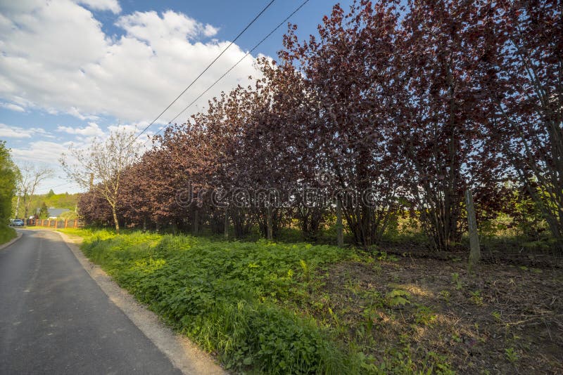 A Row of Trees with Red Leaves Growing Along the Road . Stock Photo ...