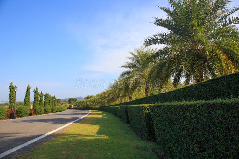 Row of Trees with road. stock photo. Image of fresh, road - 47885480