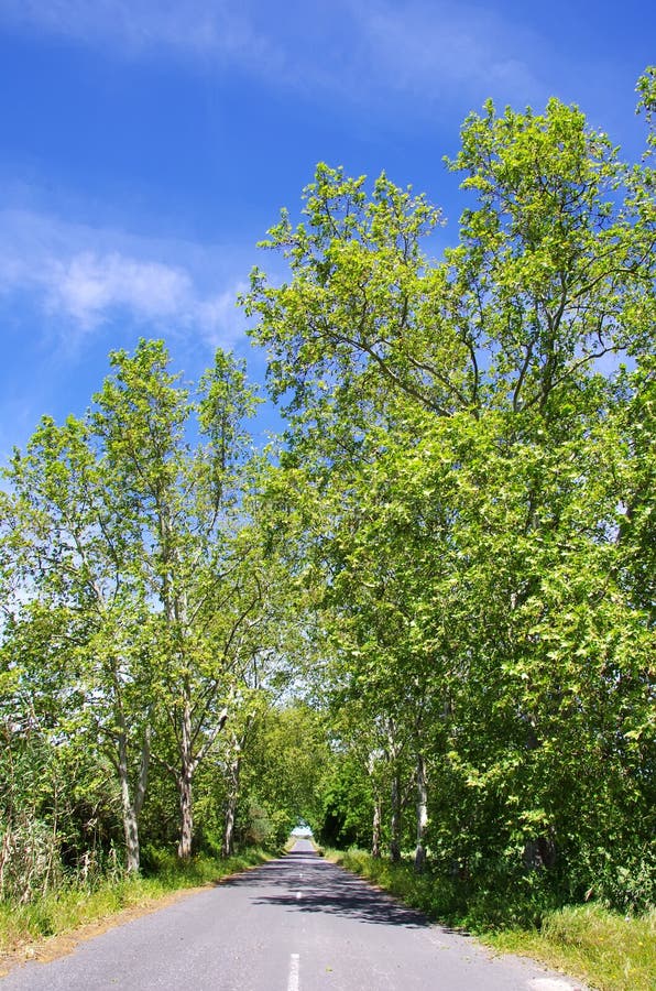 Row of trees in road stock photo. Image of leaf, home - 30719026