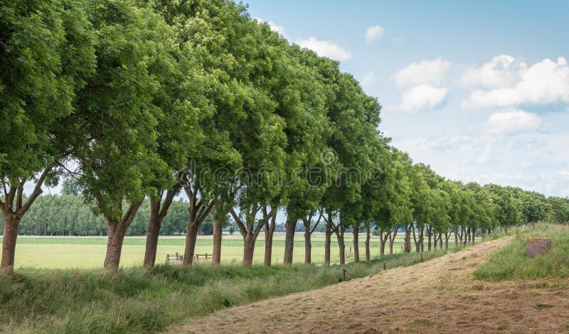 Row of Trees in a Rural Landscape Stock Image - Image of countryside ...