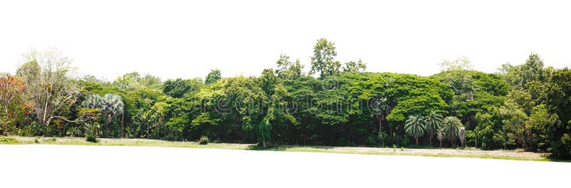Row of Trees and Shrubs Isolate on White Background Stock Image - Image ...
