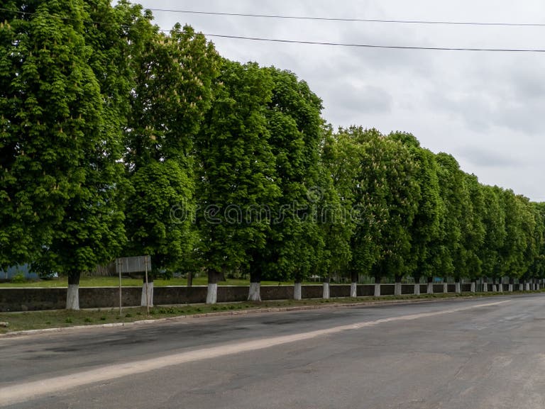 A Row of Trees on the Side of a Road Stock Photo - Image of power, trim ...