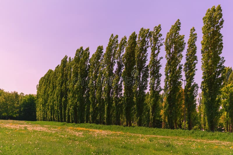 A Row of Trees in a Small Park Stock Image - Image of small, nature ...