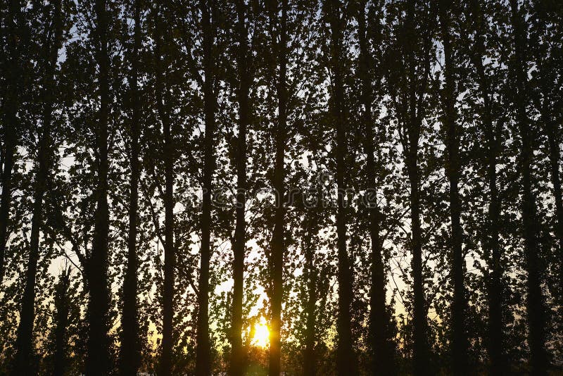 Row of Trees at Sunset stock image. Image of aligning - 30849153