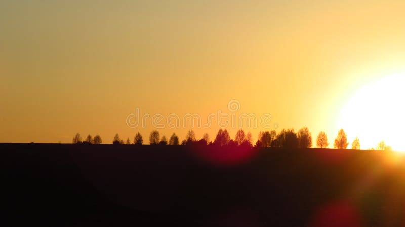 A Row of Trees at Sunset in a Field Stock Image - Image of rural ...