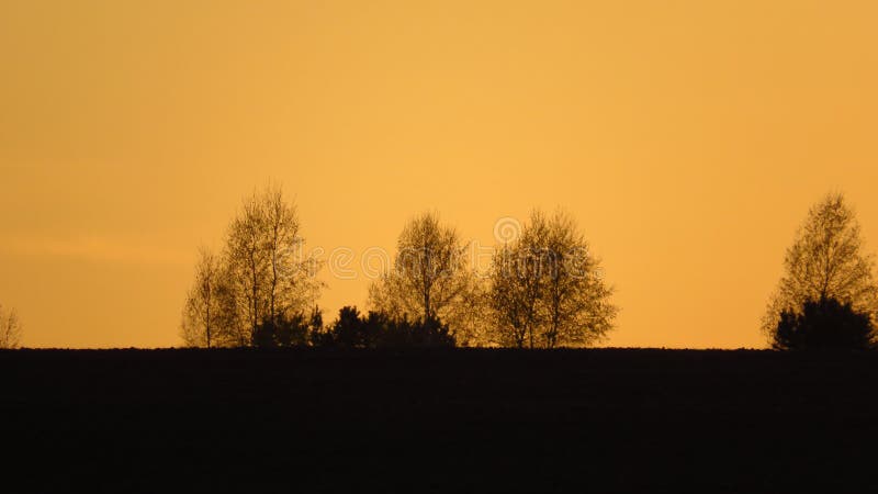 A Row of Trees at Sunset in a Field Stock Image - Image of tree, sunset ...