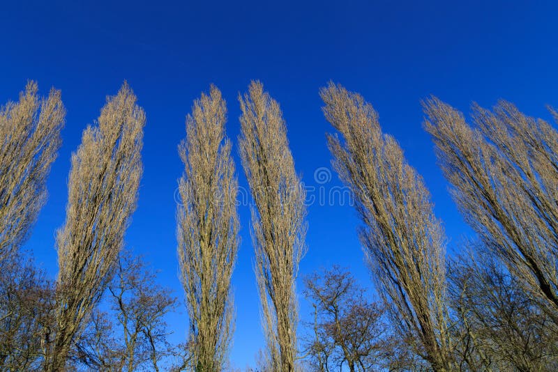 Leafless Trees Under White Sky Picture. Image: 111615323