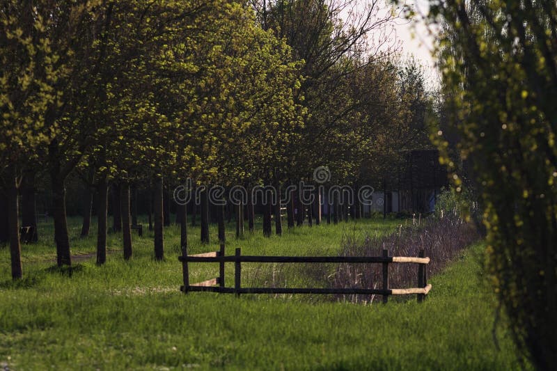 Row of trees and a trench stock image. Image of green - 372990441