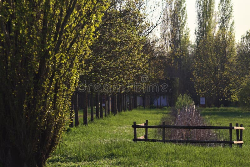 Row of trees and a trench stock image. Image of forest - 372990553