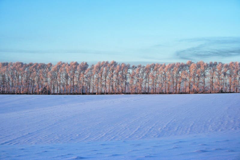 A Row of Trees in a Winter Snowy Field Stock Photo - Image of trees ...