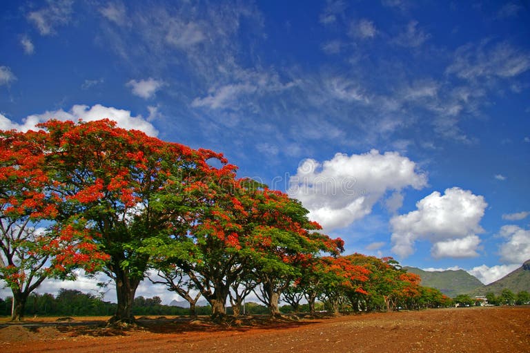Row of Tropical Flame Trees Stock Photo - Image of summer, foliage: 4025558