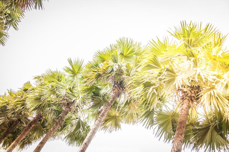 Tropical High Palm Trees Against the Sky on a Sunny Day Stock Photo ...