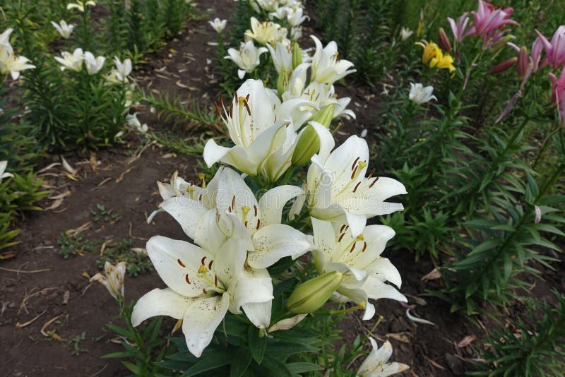 Row of Lilies with Spotted White Flowers in June Stock Image - Image of ...