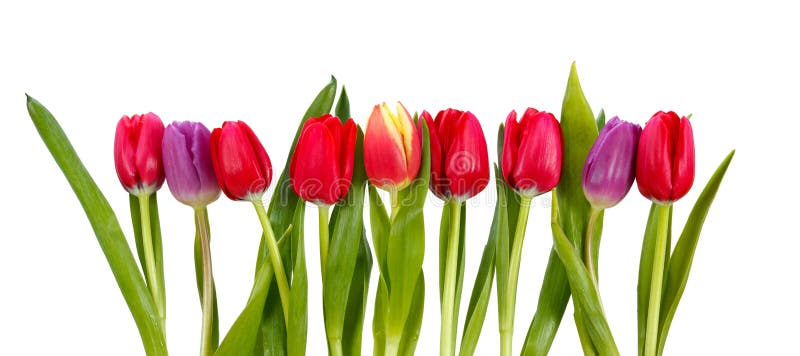Row of tulips stock photo. Image of isolated, bunch, background - 30380104