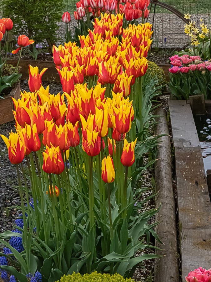 Row of Tulips with Red and Yellow Petals Stock Image - Image of flora ...