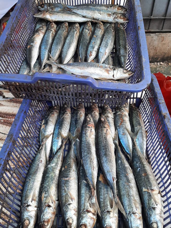 A row of tuna in a basket stock photo. Image of basket - 265658644