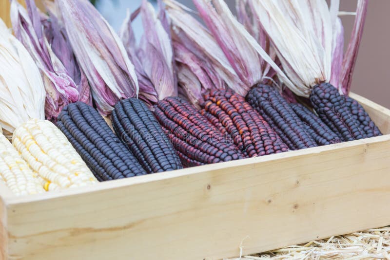 Row Variety of Corn in the Box Stock Image - Image of lentils, black ...