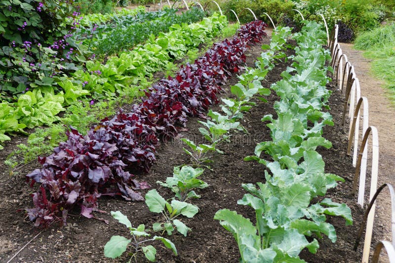 Row of Vegetable Garden with Variety of Plants Under the Sun Stock ...