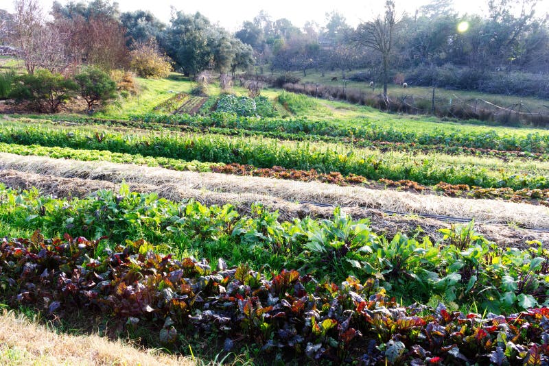 Row of Vegetables on Small Farm with Sheep Stock Image - Image of rows ...