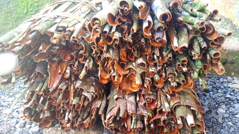 Row of Very Fragrant and Fragrant Cinnamon Bark Stock Photo - Image of ...