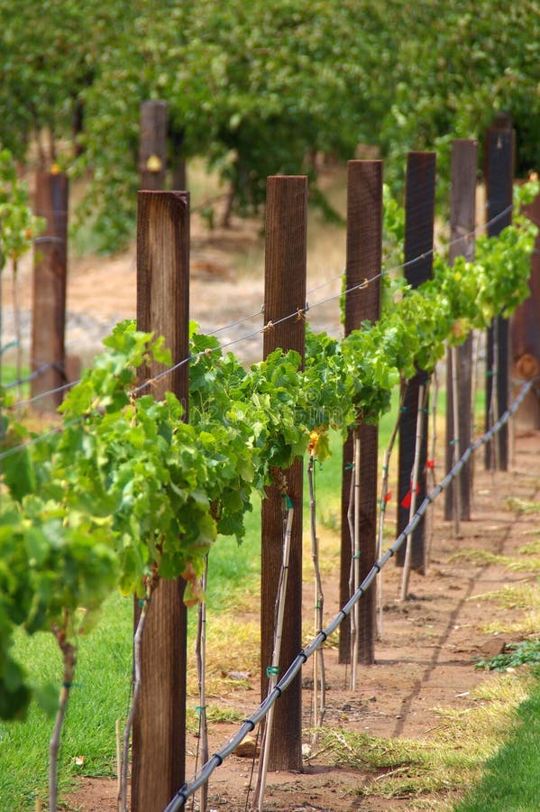 Row of Vines & Trellis Posts Stock Image - Image of tourism, adelaide ...