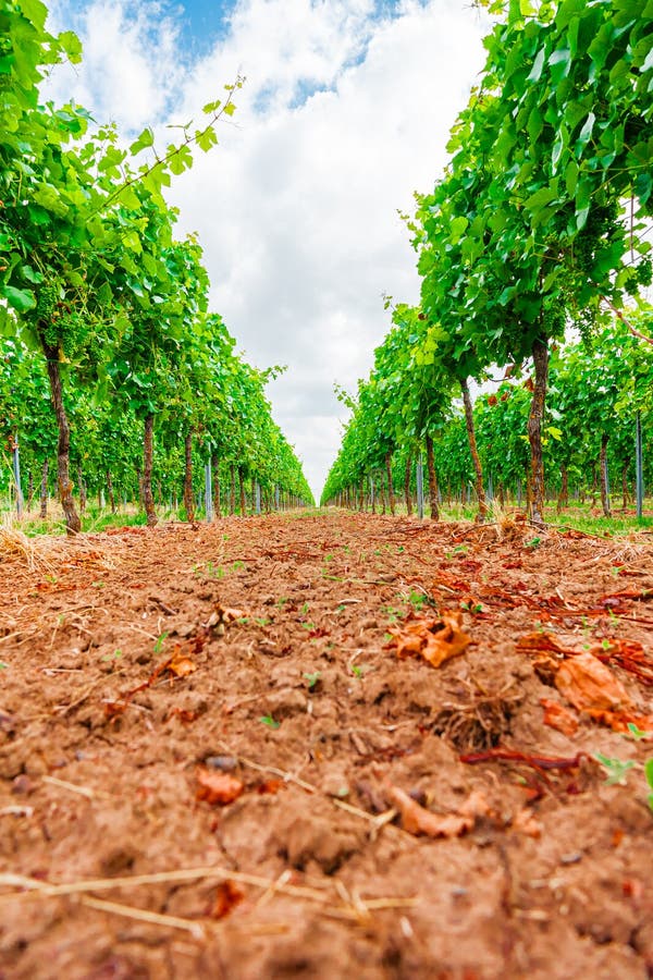 Row of Vines in a Wine Grape Field Looking Along the Farm Field Rows ...