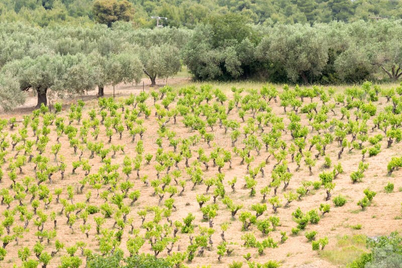 1,774 Greece Vineyard Photos - Free & Royalty-Free Stock Photos from ...