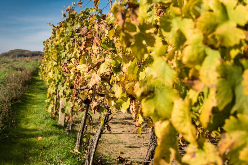 Row of Vineyard after Harvesting Stock Image - Image of farm, alcohol ...
