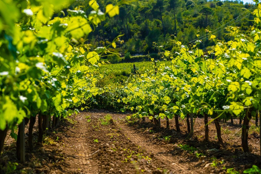 Row of Vineyard Landscape on the Field Under Sunlight Stock Image ...