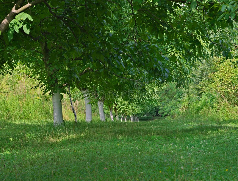 Row of Walnut Trees Trunks Painted in White and Leaves Stock Photo ...